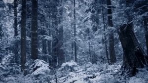 Заснеженный лес. Лес зимой. Новогодний футаж. Зимний футаж. Красивый футаж для видео.