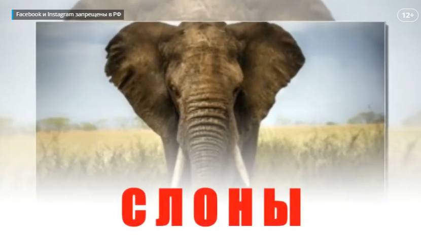 СЛОНЫ - занятие по развитию вербального интеллекта