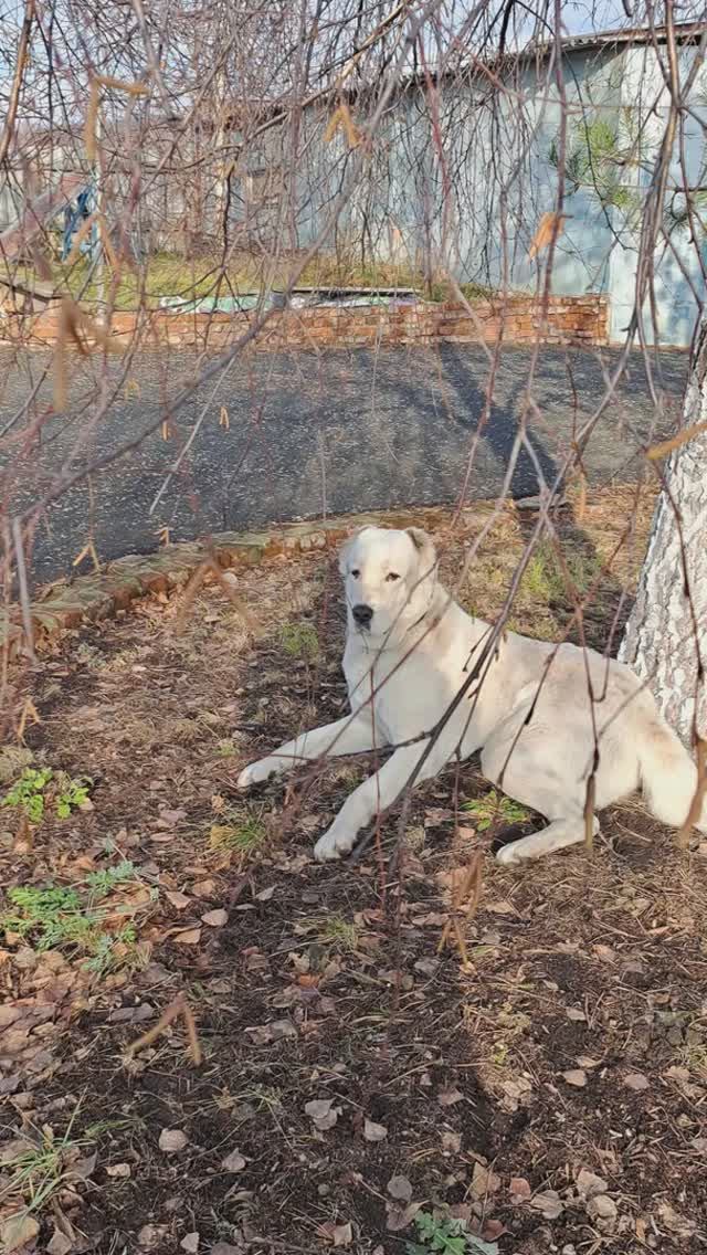 Алабай ЧАРА