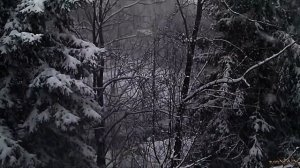 Зимний лес. Снегопад в лесу. Новогодний футаж. Зимний футаж. Красивый футаж для видео.