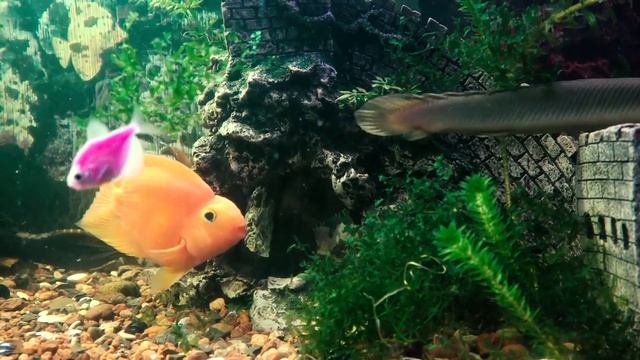 Аквариум . Мои рыбки в аквариуме .