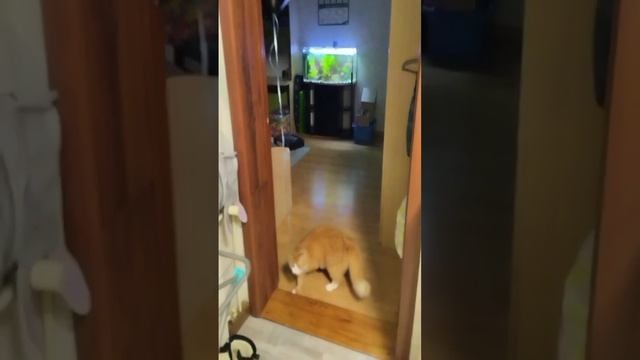 милый кот
