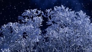 Зимняя ночь. Кусты зимой.  Зимний футаж. Красивый футаж для видео. Фоновый футаж. Видеофон.
