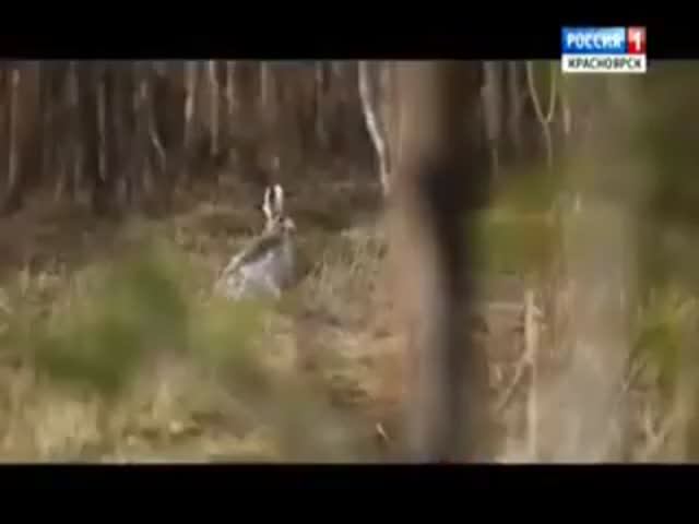 Гончие и зайцы