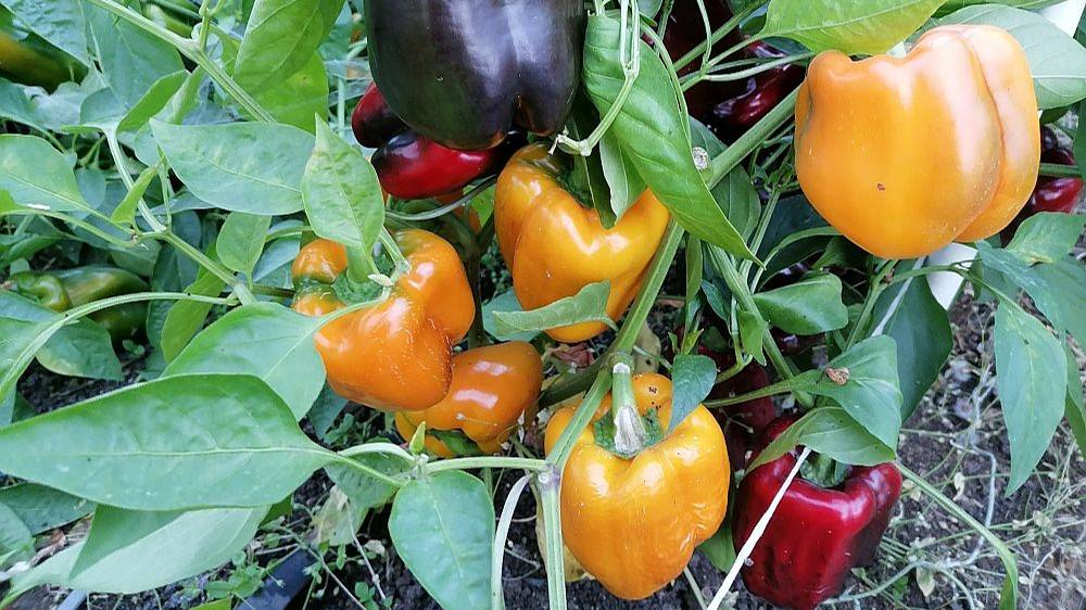 Перец сладкий Млечный путь (Milky Way).