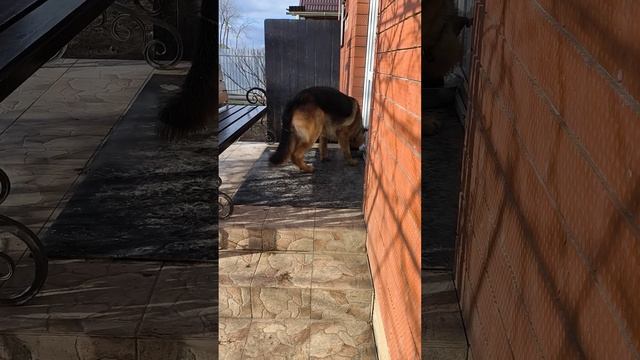 Немецкая овчарка кушает