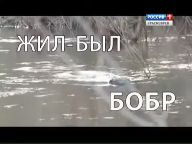 Жил-был Бобр
