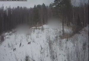 Рыси во Владимирской области
