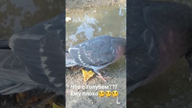 Что с голубем???