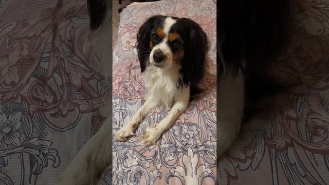 Кота нет! Есть собака  #собака #ярославль