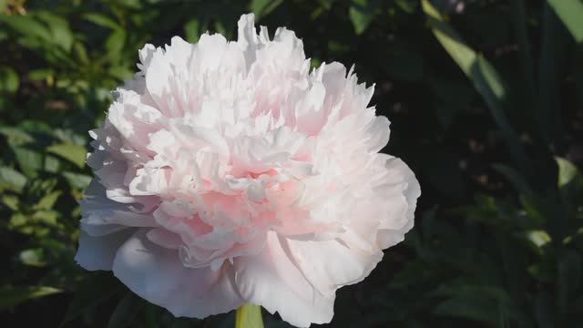 Пион Pink Tinkerbelle