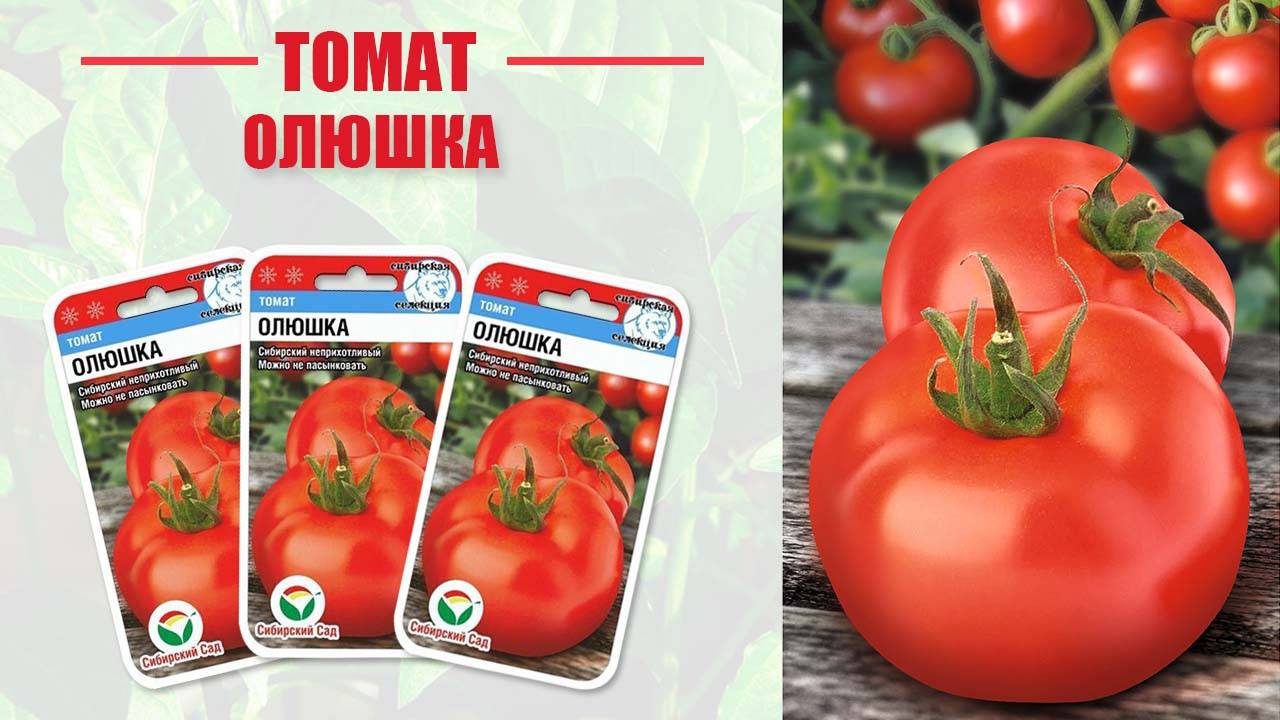 Томат "Олюшка"