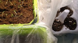 Знакомство с моими посевами цветов