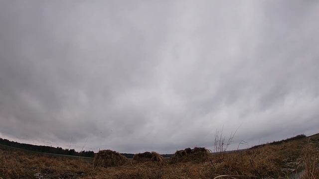 Весенняя охота на гуся в Беларуси. Часть 1 | Охота на гуся 2020