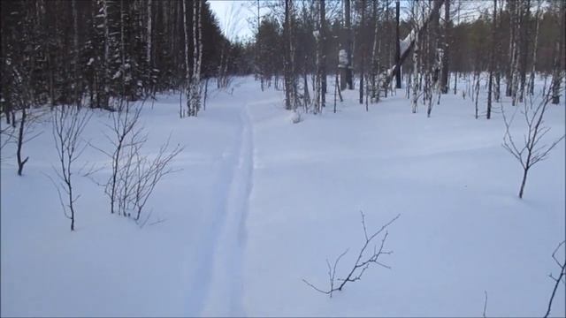 Прогулка с собакой-заводырём 19.02.2024