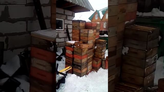 Сибирь, декабрь, оттепель!