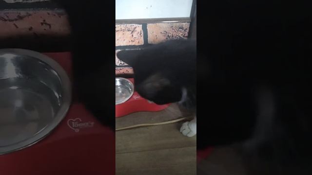 КОТИКА  КУСИЛА СОБАКА !!! #выходныесдетьми #музей #спб #донейшн #КОТ#КОТА #УКУСИЛА #СОБАКА