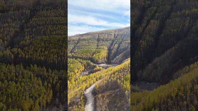 Осенний лес