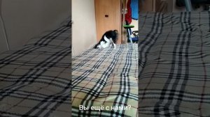79. Кавалер Кинг Чарльз Спаниель