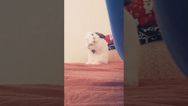 зайчишка умывается хыыыыыы)))