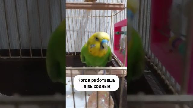 Говорящий попугай #шортс #а4 #птицы #тренд #юмор