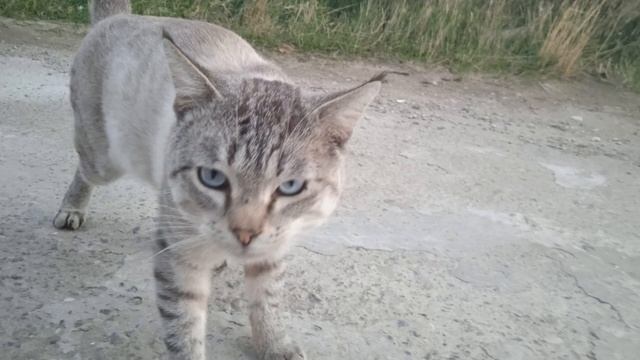 Эта песня была исполнена во время избрания одного из руководителей РД