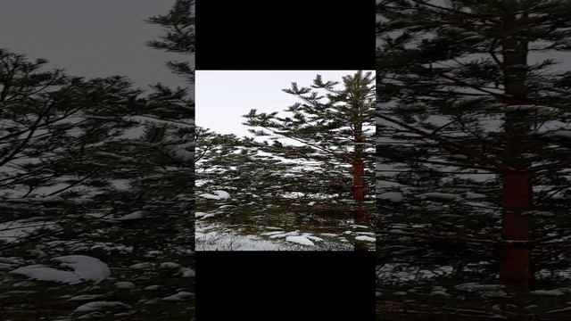 В лесу на лыжах