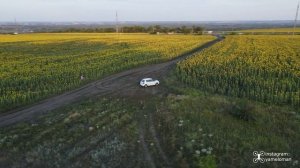 Урюпинск. Подсолнухи. Съемка промо-видео для заказчика.