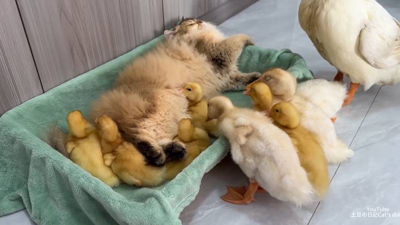 Утята сделали забавного кота своим капитаном! Кот устроил уткам ночлег. Вот такая забавная картинка
