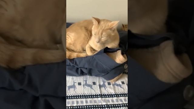 Good morning )))) (English subtitles)