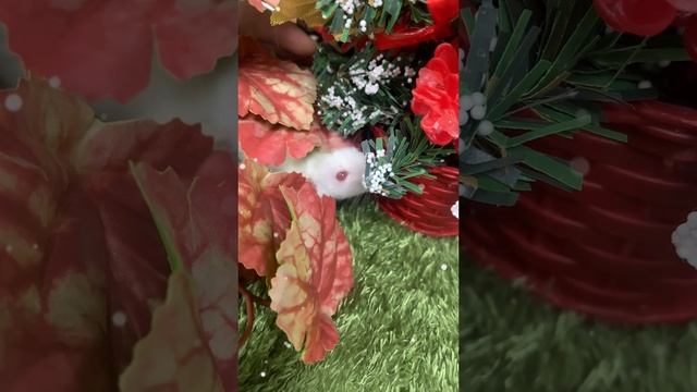 Новогодние крысы дамбо