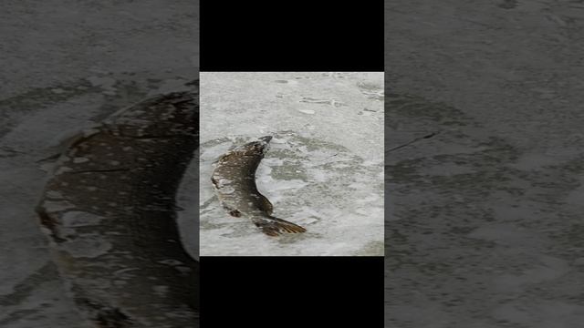 Открытие сезона твердой воды 2024-2025