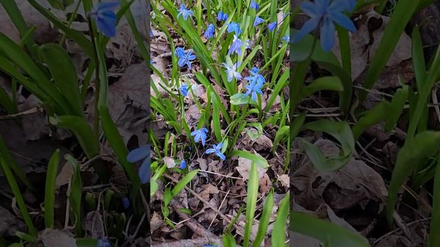 Я знаю, я любил тебя..... (I knew I loved you...)