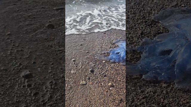 Эгейское море, Турция, Дикили, ноябрь 23 (+25) (Aegean Sea, Türkiye, Dikili region, early November)