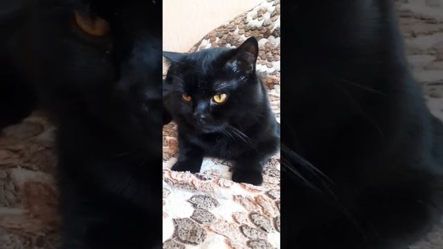 Реакция кота Малыша на мой голос и позывной"Малышкин"#коттот#смешныекоты#черныйкот#кот#devana7