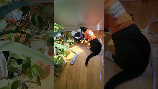 Кот садовод )))))) (Cat gardener!)