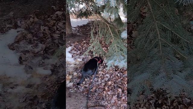 Social networks for cats))))