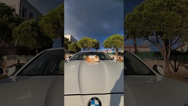 Спящий кот на машине, Айвалык, Турция, ноябрь 2023 (Sleeping cat on a car, Türkiye, Ayvalik)
