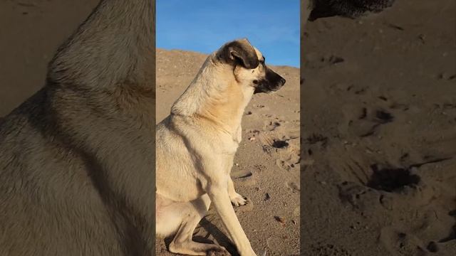 Пес с разными глазами, Турция (A dog with different colored eyes) Собака с разным цветом  глаз )