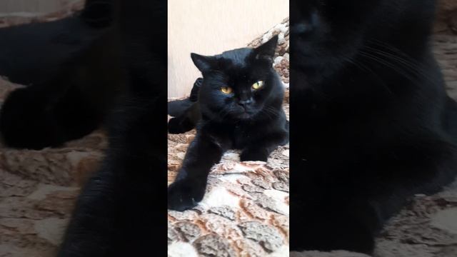 Всегда спокоен и невозмутимКотТот(Малыш)#коттот#кот#красивыекошки#черныйкот#devana7