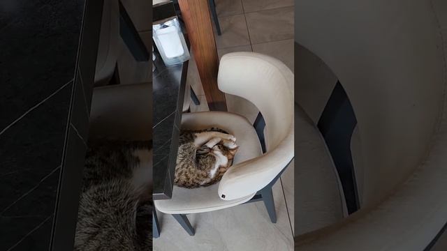 Кот в ресторане , Измир, Турция (Cats in a restaurant, Türkiye, Izmir).