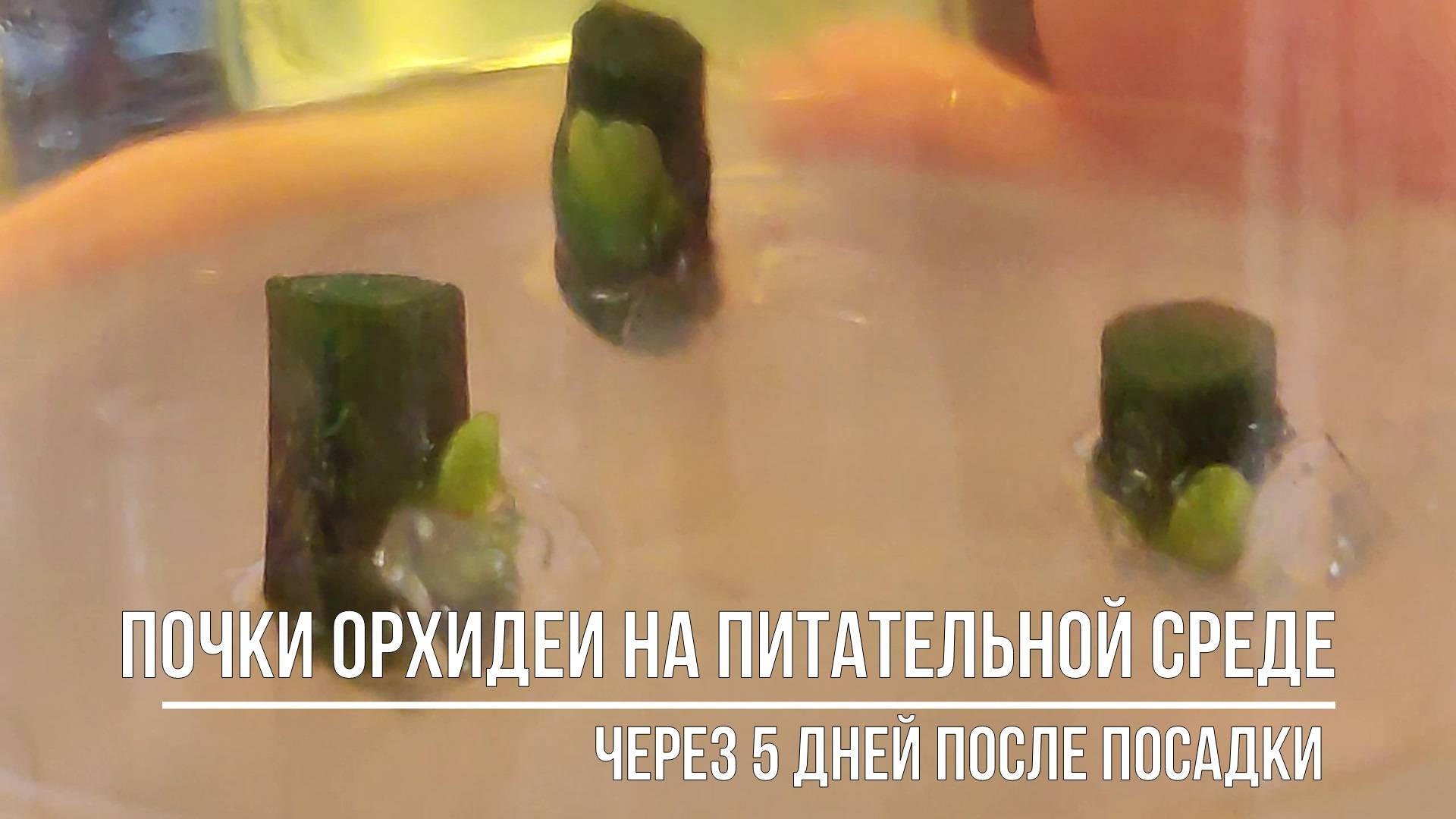 Почки ОРХИДЕИ на питательной среде через 5 дней после посадки