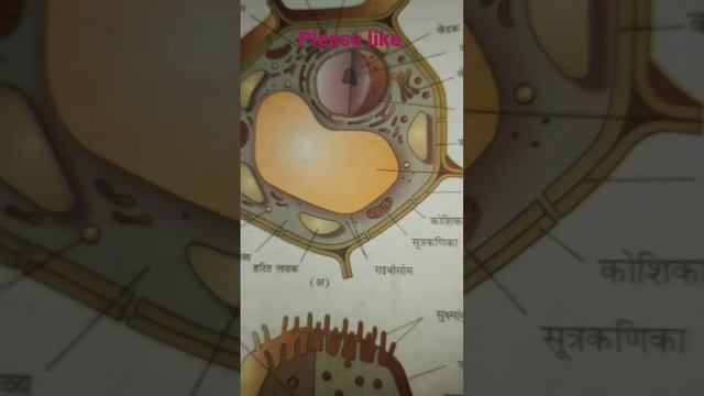 human//Plant cell and **Animal// cell diagram'// structure