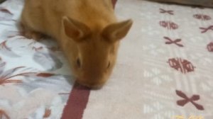 девочки Одри