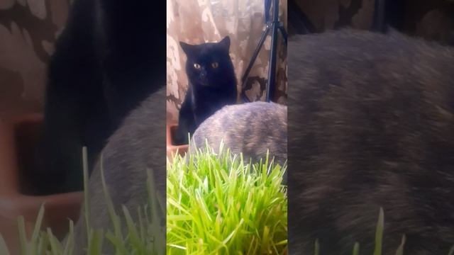 Главнее,кто впереди или кто позади?!КотТот(Малыш)и кошкаВеста#коттот#кошкавеста#кот#смешныекоты