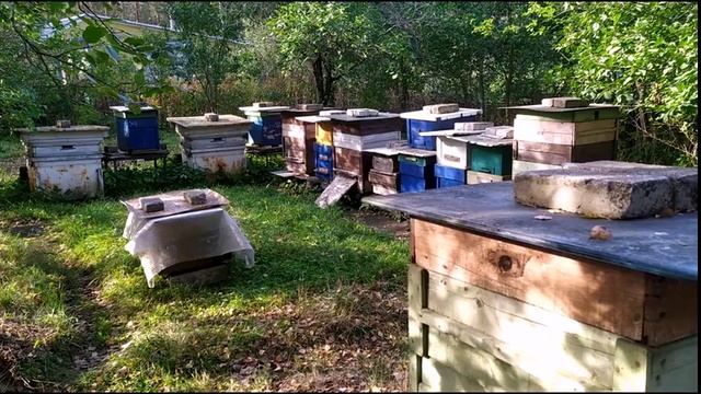 Кратко о надежном пчеловодстве_170924