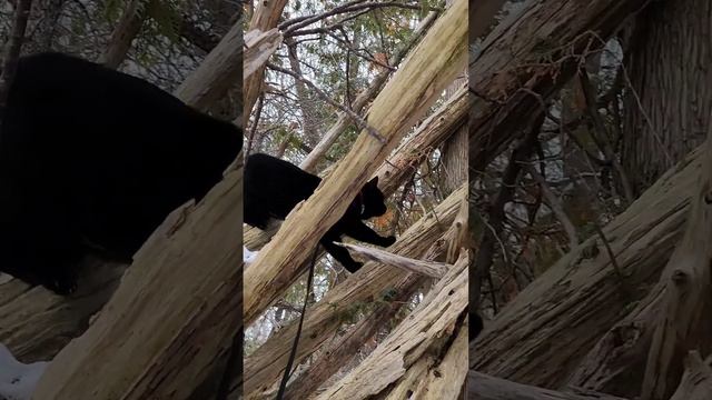 Пумба на улице !)))) (Pumbatime )))) 02.2024 #shortsvideo #cat #blackcat #manipulation #коты