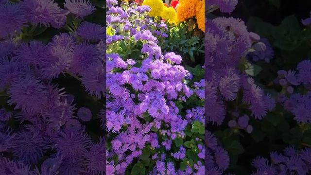 Просто жить.... (It's not enough for me to just be alive...).