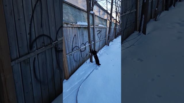 Попытка побега ))))) (The escape failed)))