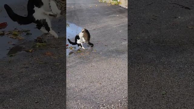 Уличные кошачьи бои, Дикили. Турция, (Street fights between cats in Turkey, November 2023).